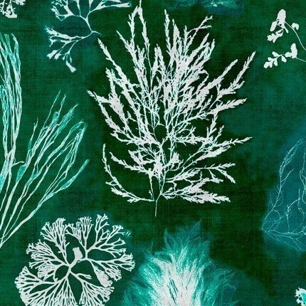 Algae Panel - Mindthegap